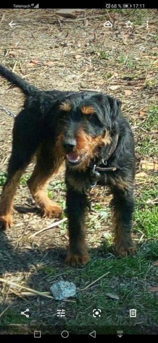 Njemacki lovni terijer