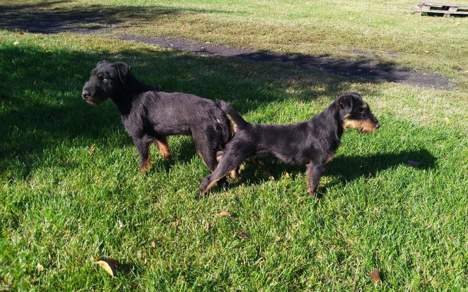 Njemački lovni terijer