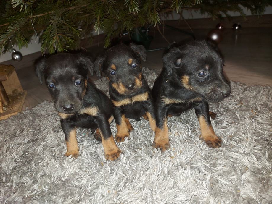 Njemački lovni terijer (štenci)