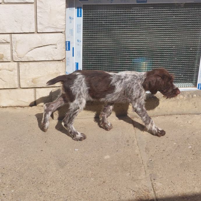 Njemacki ostrodlaki pticar