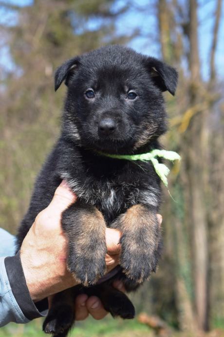 NJEMAČKI OVČAR - RADNE LINIJE