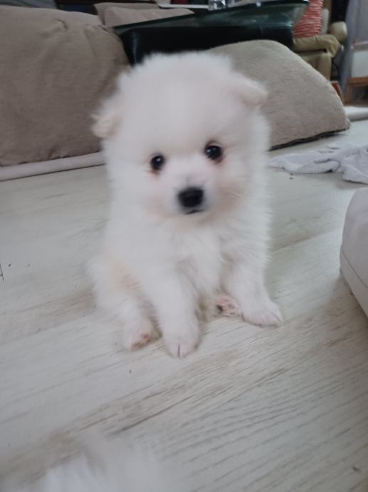 Čupavi bijeli Njemački mali špic