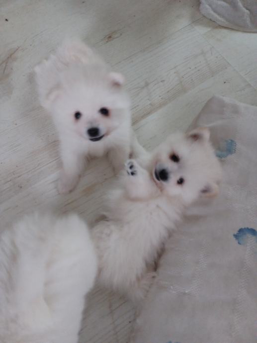 Čupavi bijeli Njemački mali špic