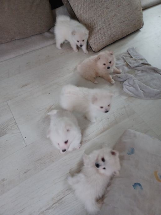 Čupavi bijeli Njemački mali špic