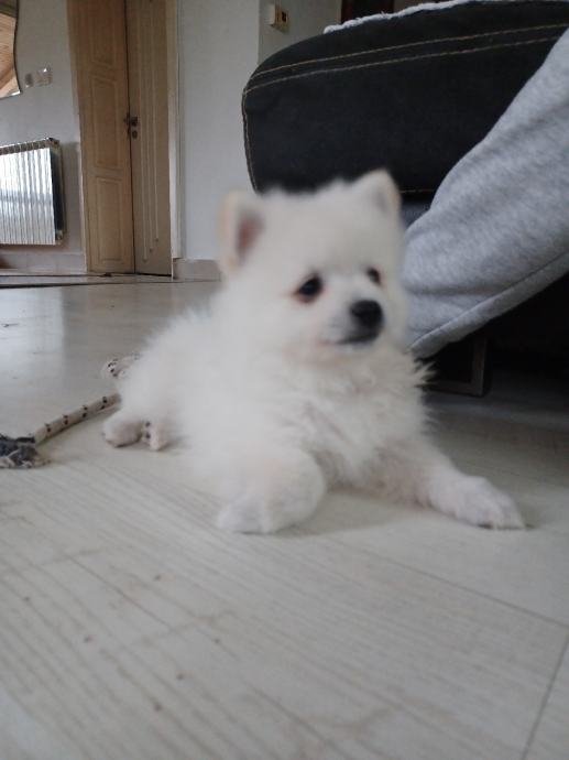 Čupavi bijeli Njemački mali špic