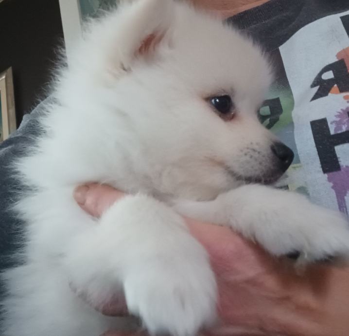 Čupavi bijeli Njemački mali špic