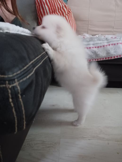 Čupavi bijeli Njemački mali špic