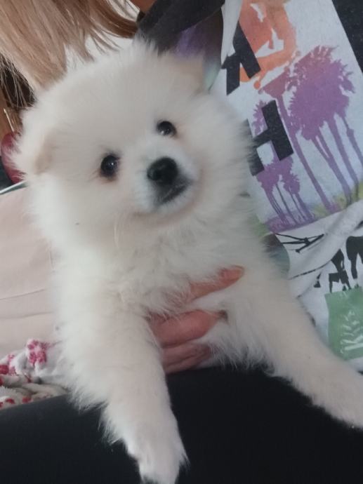 Čupavi bijeli Njemački mali špic