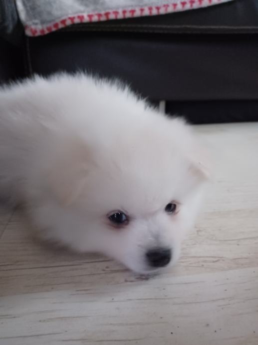 Čupavi bijeli Njemački mali špic