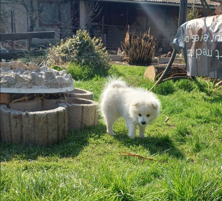 Čupavi bijeli Njemački mali špic