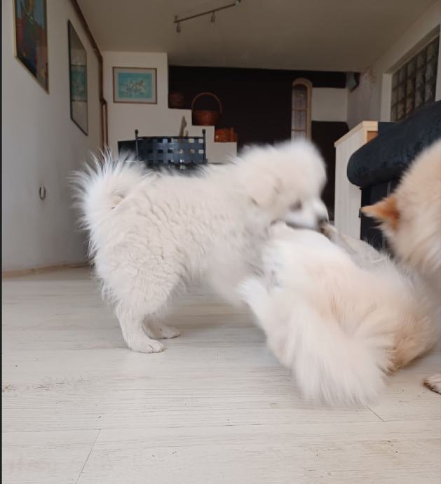 Čupavi bijeli Njemački mali špic