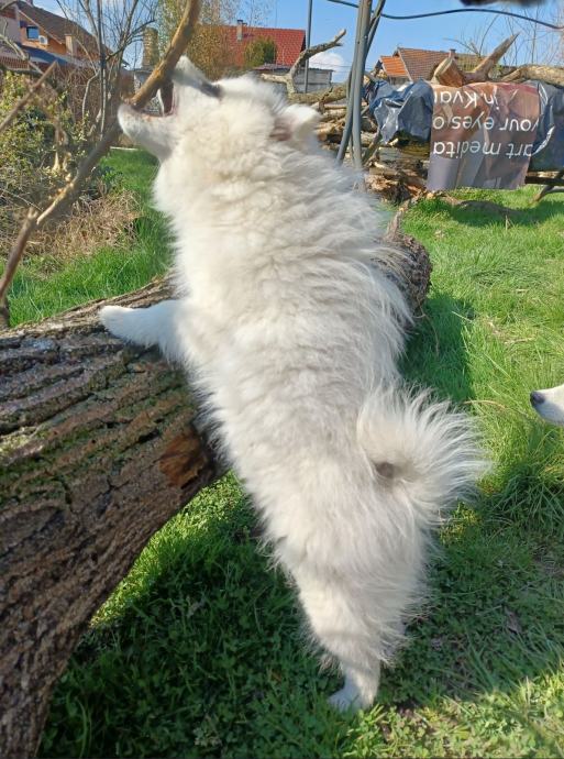 Čupavi bijeli Njemački mali špic