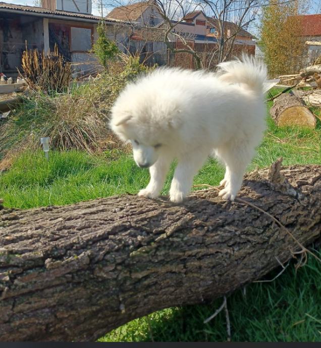 Čupavi bijeli Njemački mali špic