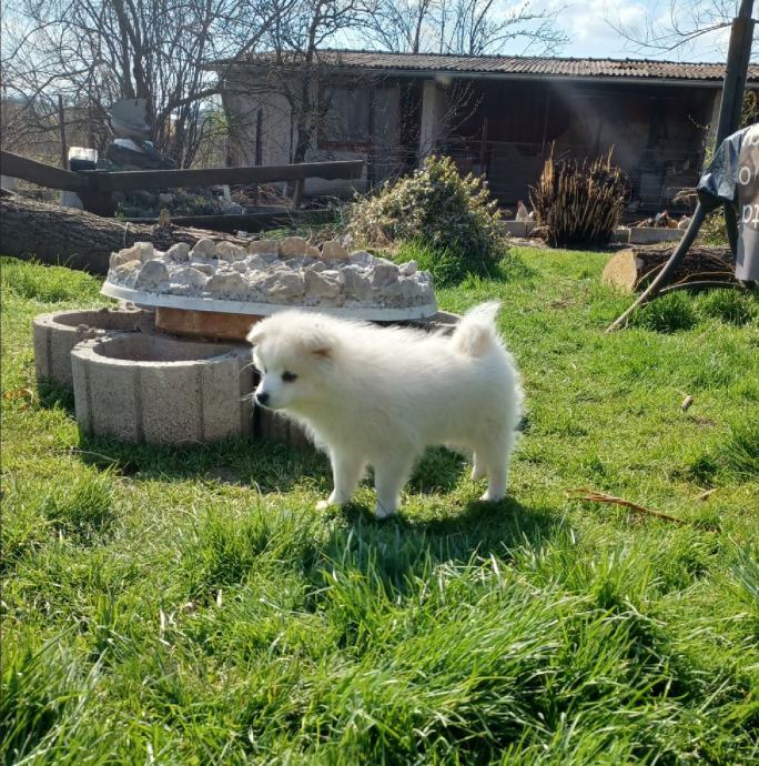 Čupavi bijeli Njemački mali špic