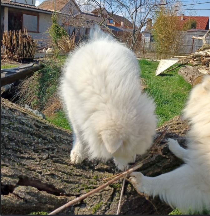 Čupavi bijeli Njemački mali špic