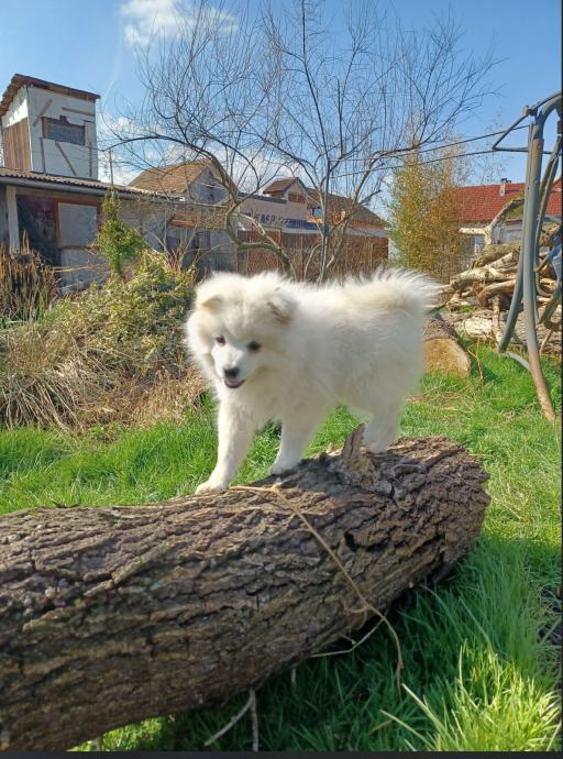 Čupavi bijeli Njemački mali špic
