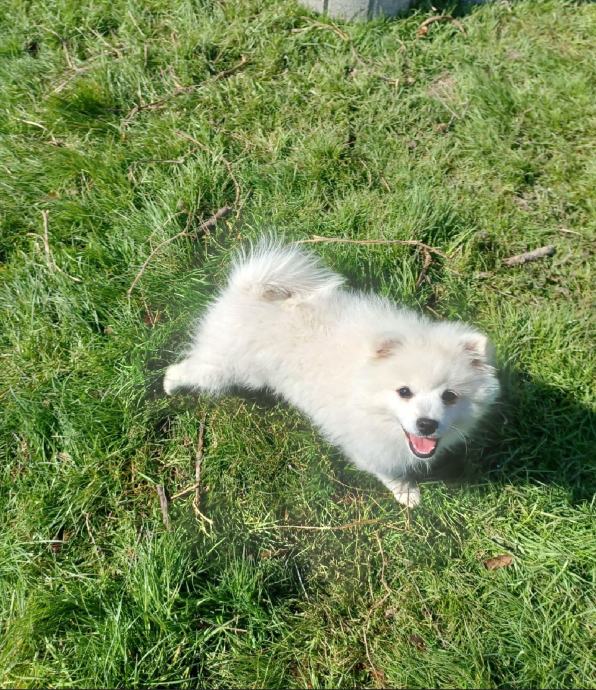 Čupavi bijeli Njemački mali špic