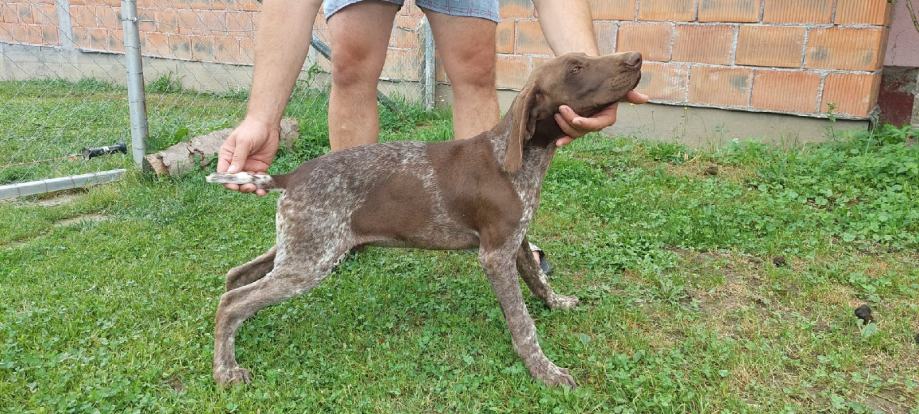 Njemački kratkodlaki Ptičar