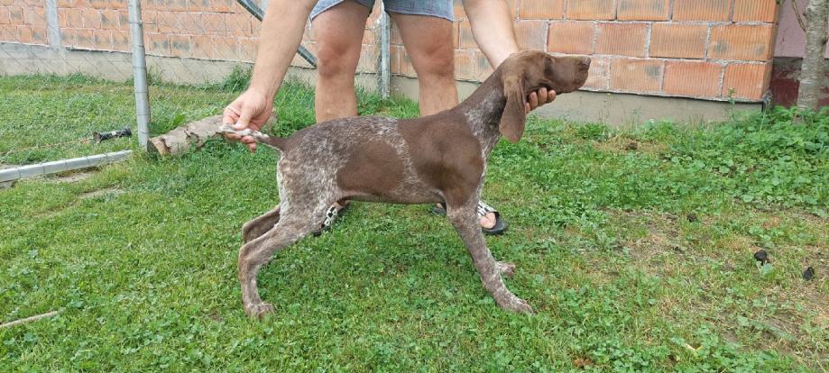 Njemački kratkodlaki Ptičar