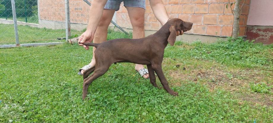 Njemački kratkodlaki Ptičar