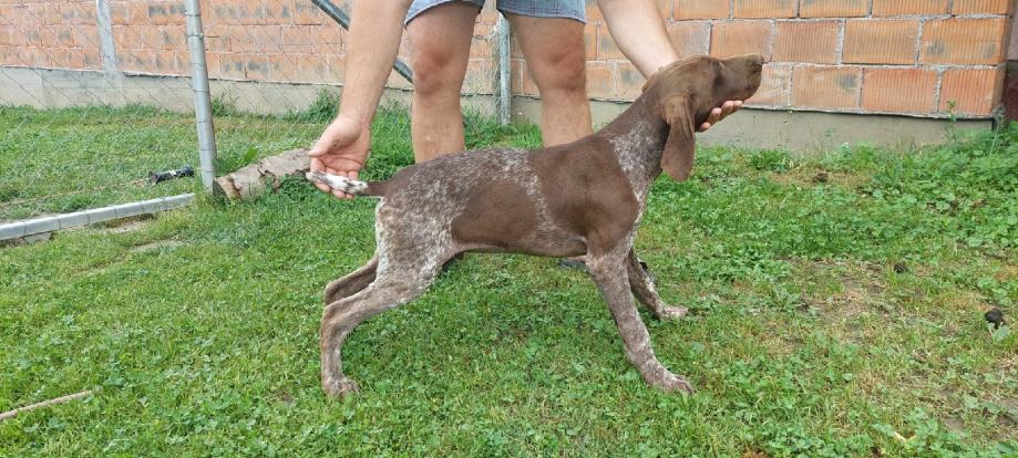 Njemački kratkodlaki Ptičar