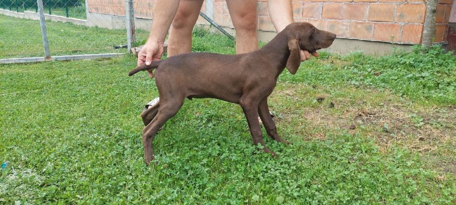 Njemački kratkodlaki Ptičar