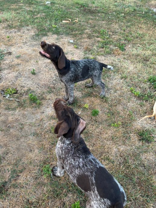 Oštrodlaki njemački ptičar - štenci leglo 05.2024