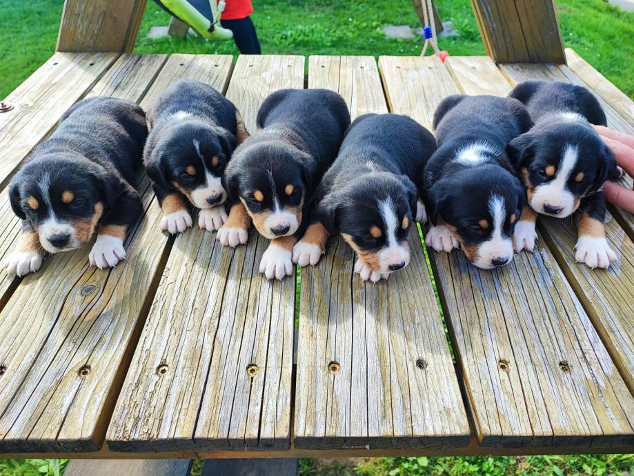 Veliki švicarski planinski pas