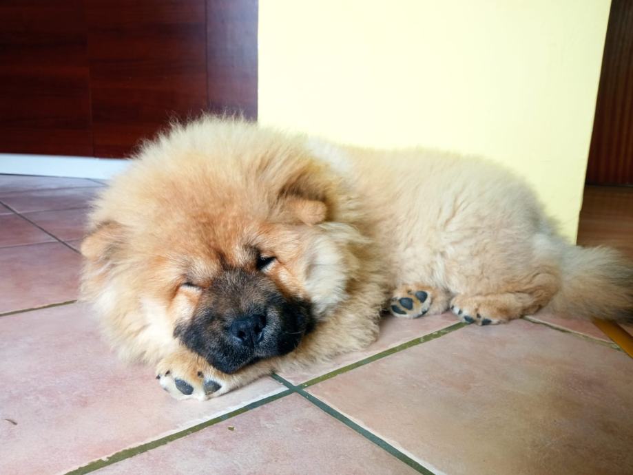 Pas Chow chow, Bella stara 6 mjeseci