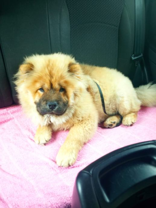 Pas Chow chow, Bella stara 6 mjeseci