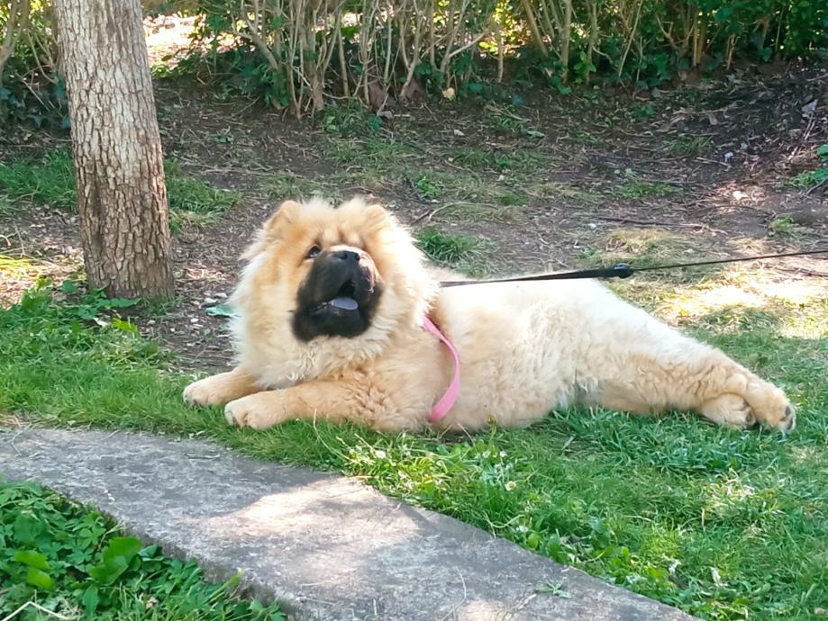 Pas Chow chow, Belle stara 6 mjeseci,