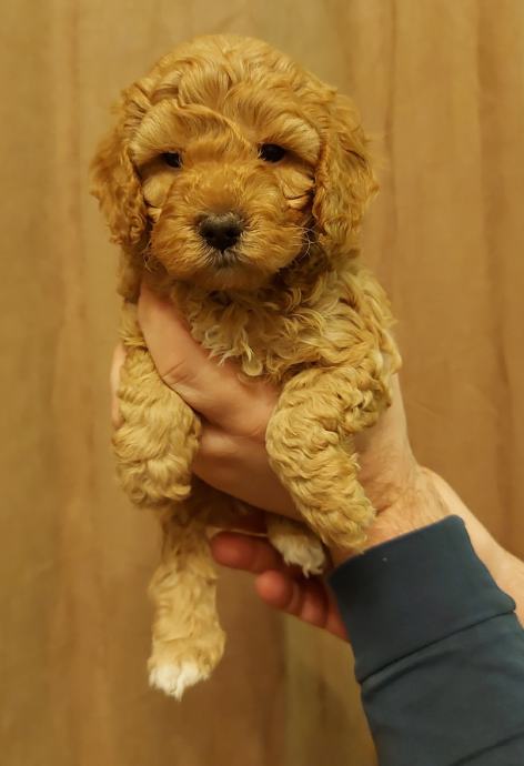 Patuljasta pudla štene