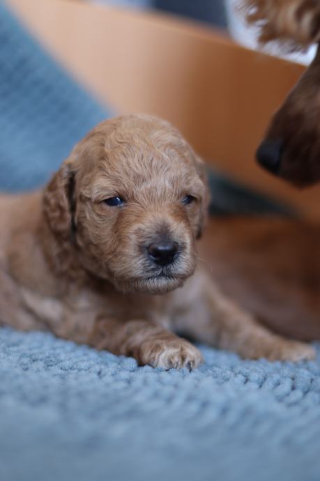 Patuljasta pudla štene