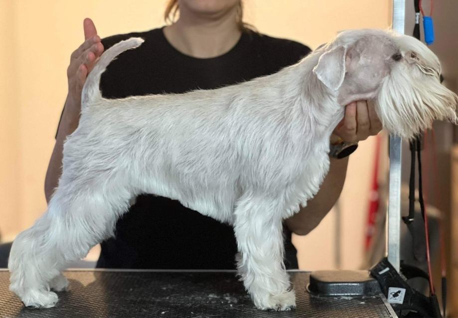 PATULJASTI ŠNAUCER BIJELI ŠTENCI