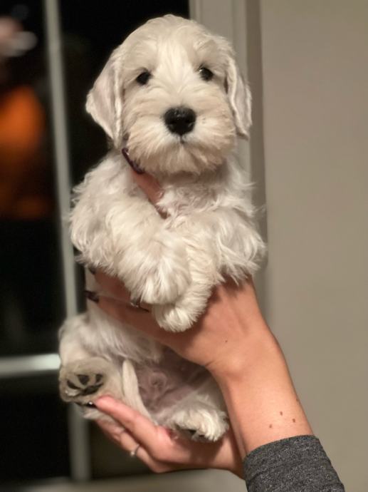 PATULJASTI ŠNAUCER BIJELI ŠTENCI