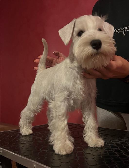 PATULJASTI ŠNAUCER BIJELI ŠTENCI