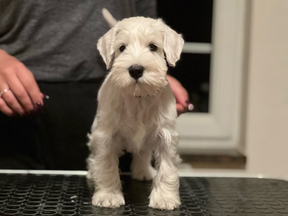 PATULJASTI ŠNAUCER BIJELI ŠTENCI