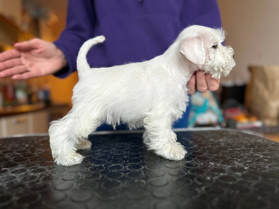 PATULJASTI ŠNAUCER BIJELI ŠTENCI