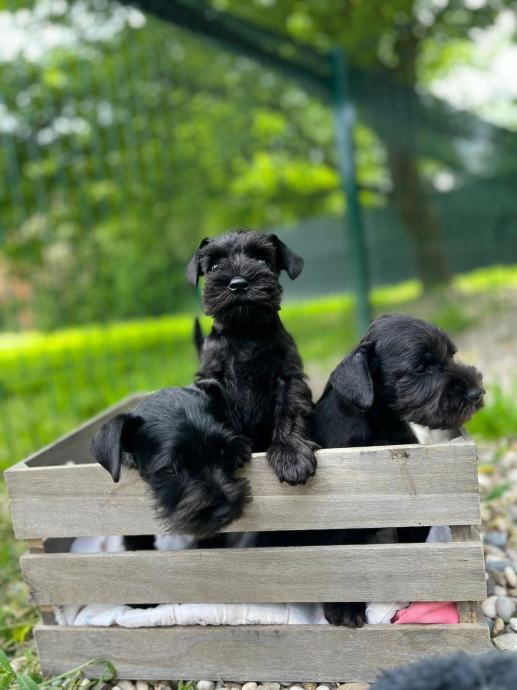 Patuljasti šnaucer crni