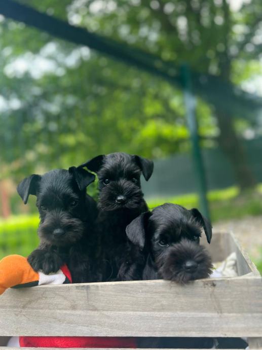 Patuljasti šnaucer crni