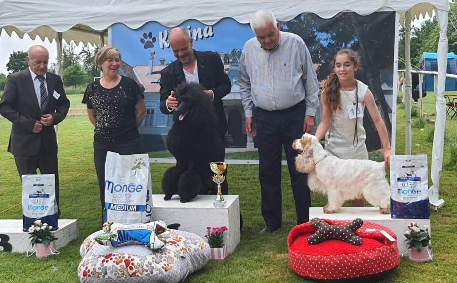 Pudla (standard, kraljevska) - dostupan 1 bijeli dečko i 1 siva cura