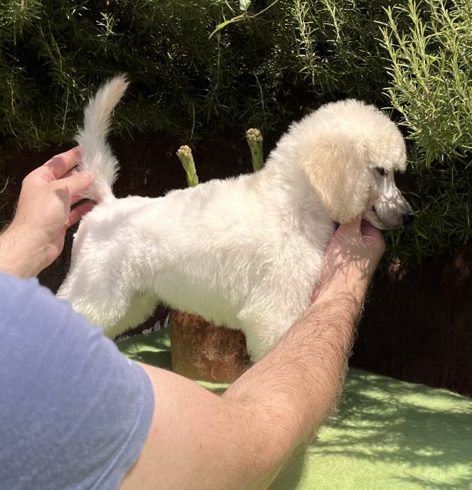 Pudla (standard, kraljevska) - dostupan 1 bijeli dečko i 1 siva cura