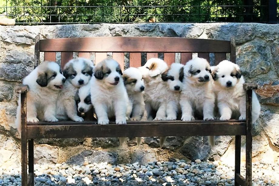 PIRINEJSKI PLANINSKI PAS