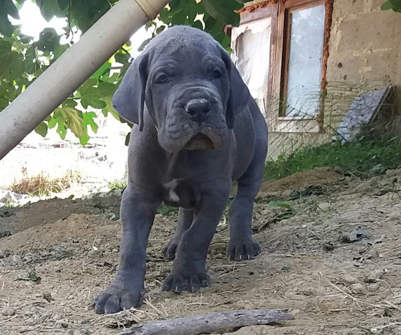 Plavi stenci njemacke doge