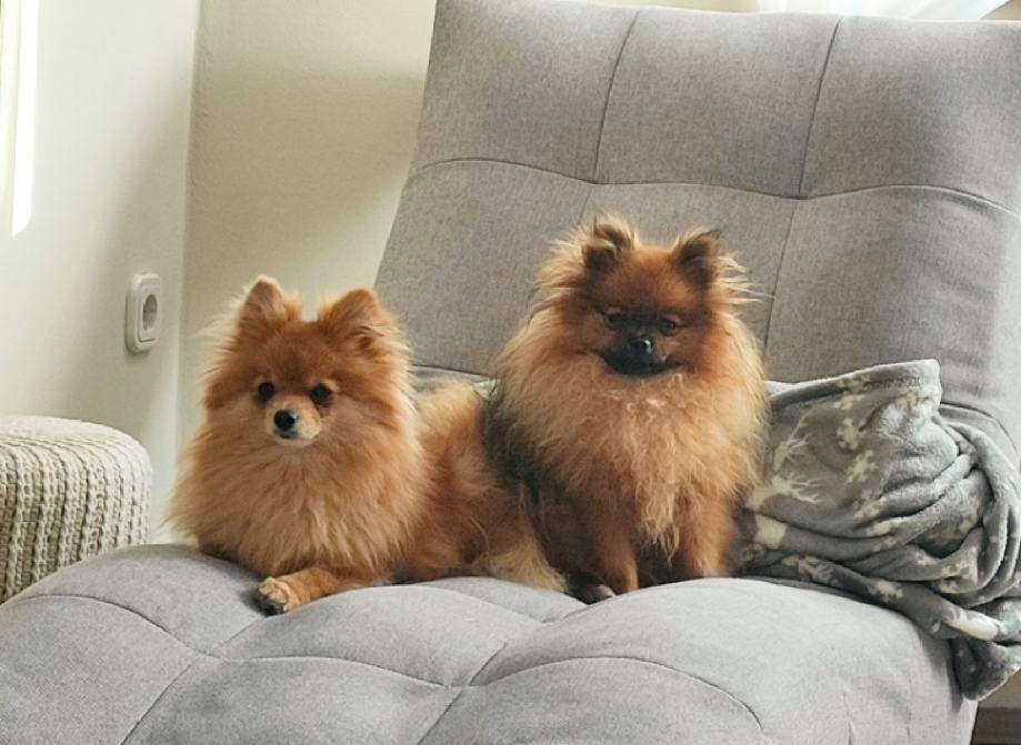 Pomeranac, Boo, Njemački Patuljasti Špic, Mini