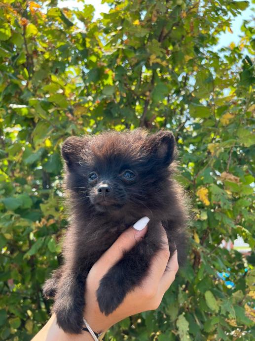 Pomeranac, Boo, Njemački Patuljasti Špic, Mini