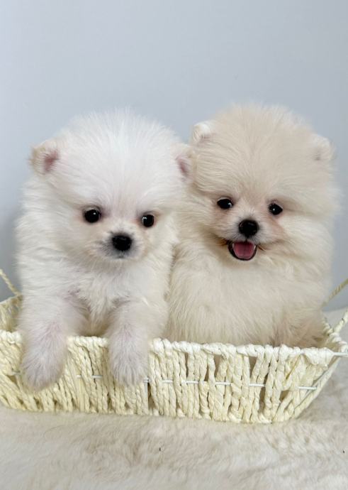 Pomeranac BOO (pomeranski špic) patuljasti, čistokrvni