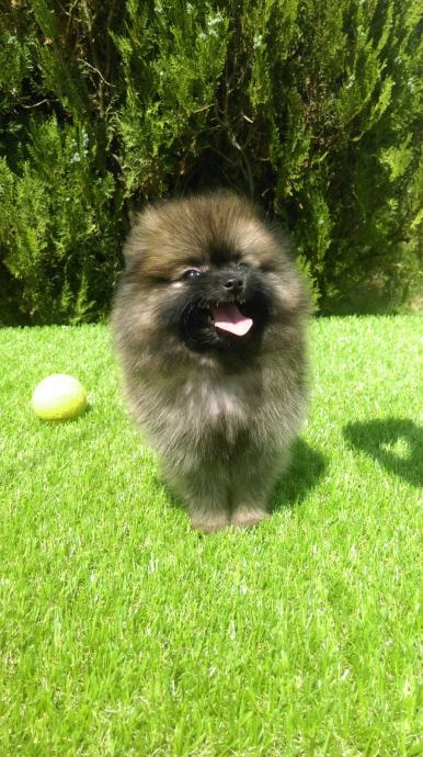 Pomeranac BOO, pomeranski špic štenad, pomeranian šampionskog porekla