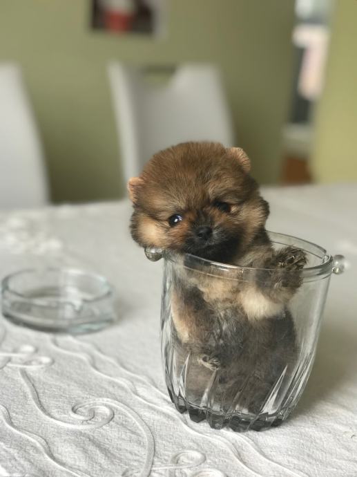 Pomeranac BOO pomeranski spic cistokrvni, slike originalne