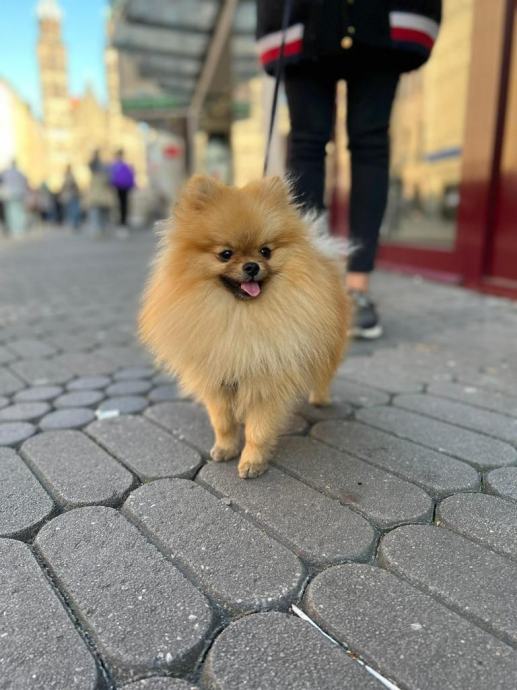 POMERANAC PEDIGREE / Pomerian Boo